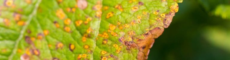 A GUIDE TO TREE DISEASES AND THEIR SYMPTOMS - Heaven Contracting