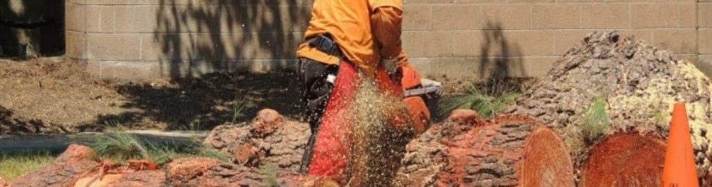 AUCKLAND TREE RULES AND REGULATIONS: WHAT YOU NEED TO KNOW - Heaven ...